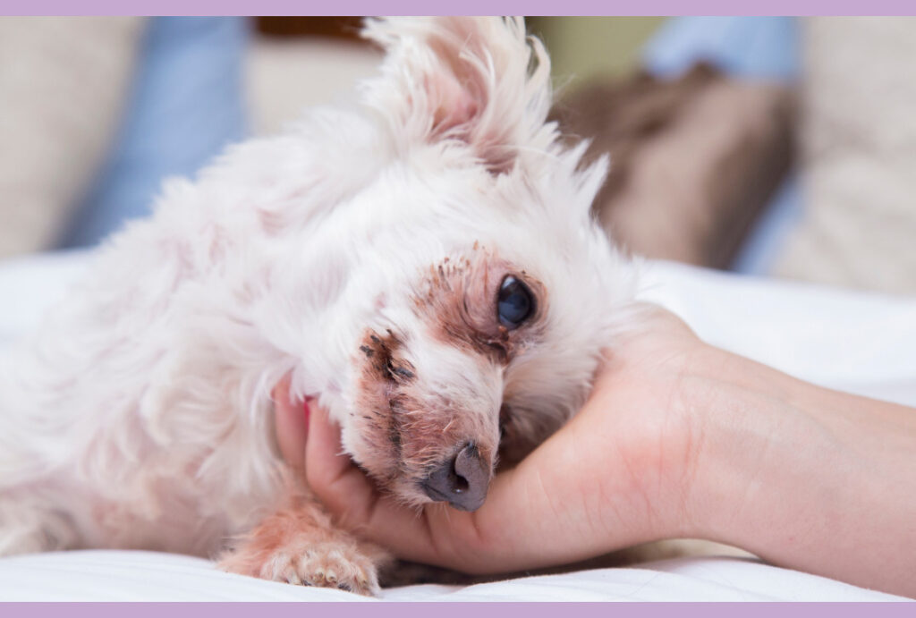 Dive into Relief: The Wonders of Hydrotherapy for Dogs with Arthritis ...